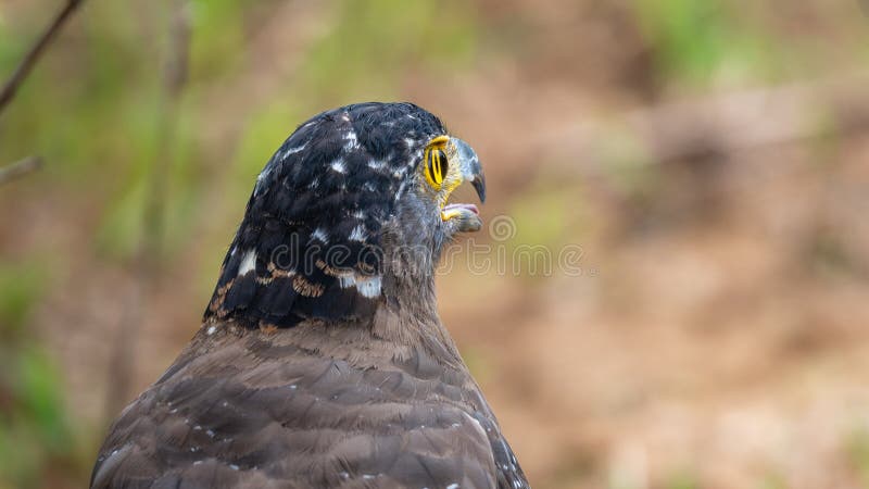 Back of a Crested Serpent Eagle S Head in Yala National Park, Sri Lanka ...