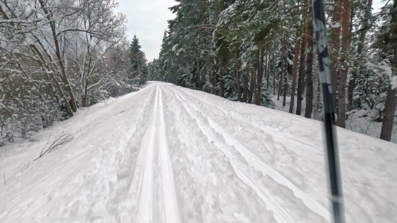 Back Cross Country Skiing, Snow Covered Coniferous Trees Both Sides ...
