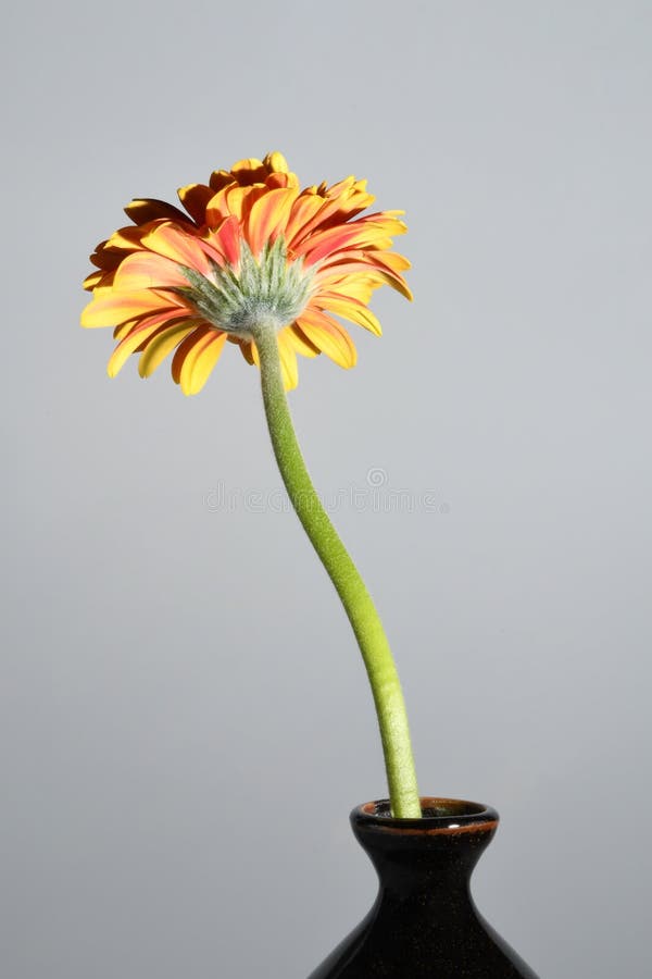The Back of a Daisy Flower in a Vase Stock Image - Image of focusing ...