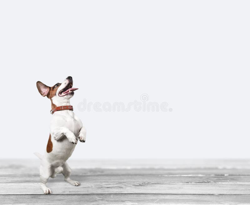 Little Cute Dog Standing on Two Back Paws Stock Photo - Image of sign ...