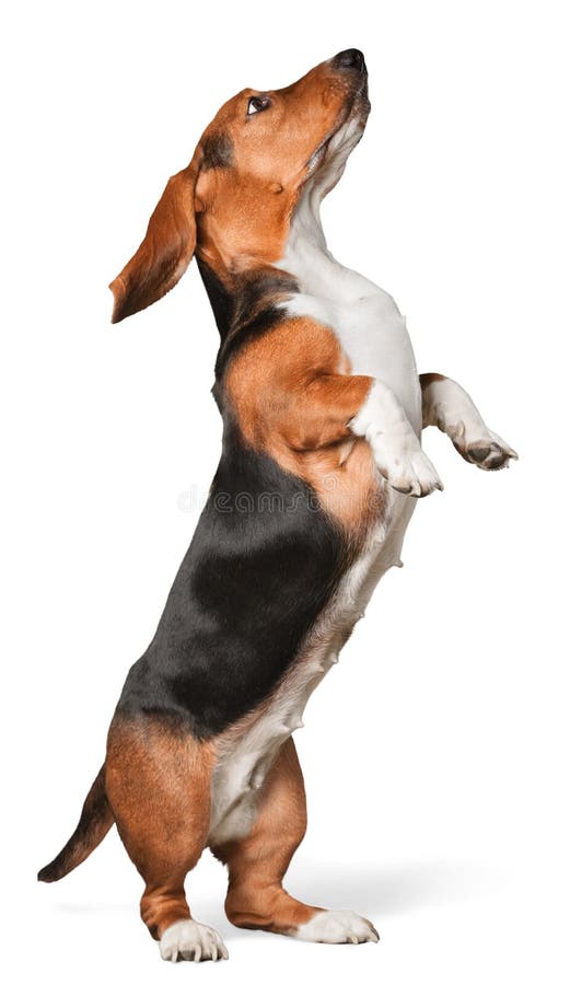 Little Cute Dog Standing on Two Back Paws Isolated Stock Photo - Image ...
