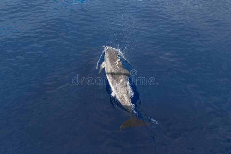 Dolphin in the sea stock photo. Image of blue, mammal - 263452168