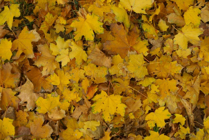 Back Drop - Cover of Yellow Fallen Leaves of Maple on the Ground Stock ...