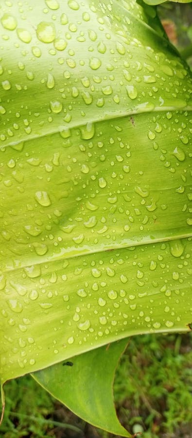 Back drop leaf stock image. Image of moisture, produce - 259444129