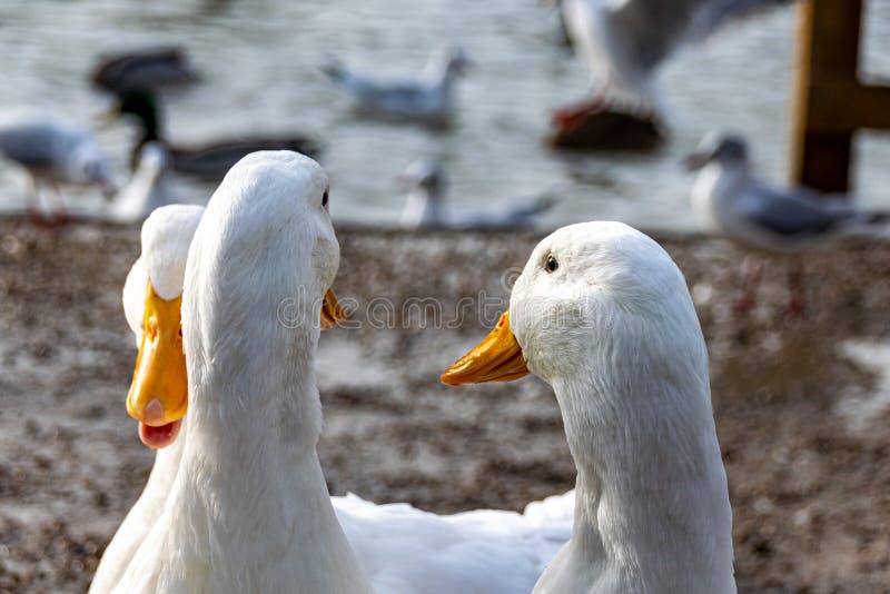 Back of a ducks head stock image. Image of beak, feathers - 173438163