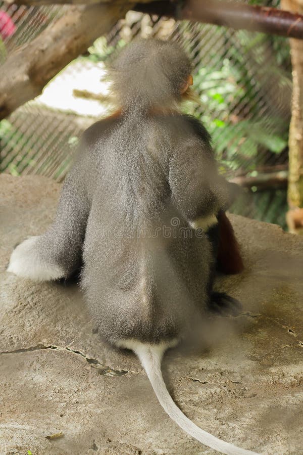 The Back of Dusky Leaf Monkey is Brown, Gray or Black. Stock Image ...