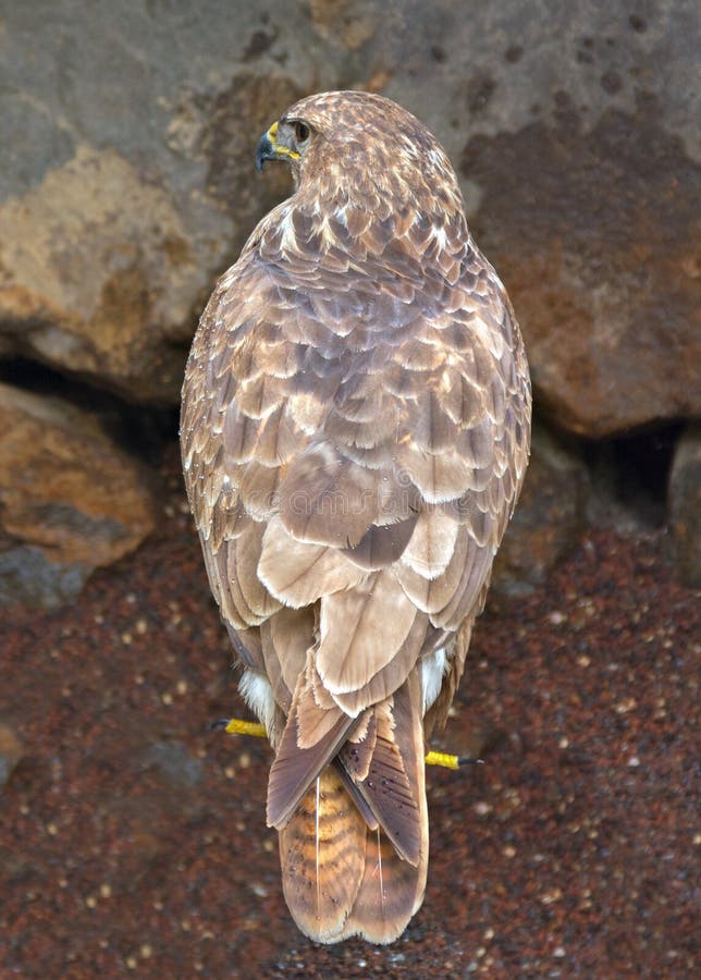Back of the an eagle. stock photo. Image of wilderness - 68807442