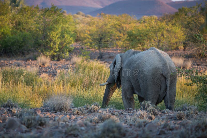 Back of Elephant stock image. Image of african, nature - 35748005
