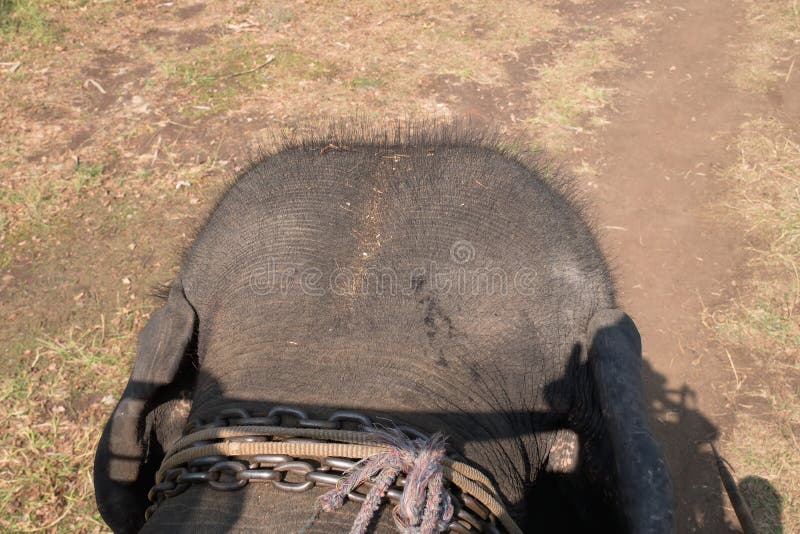 107 Back Asian's Head Stock Photos - Free & Royalty-Free Stock Photos ...