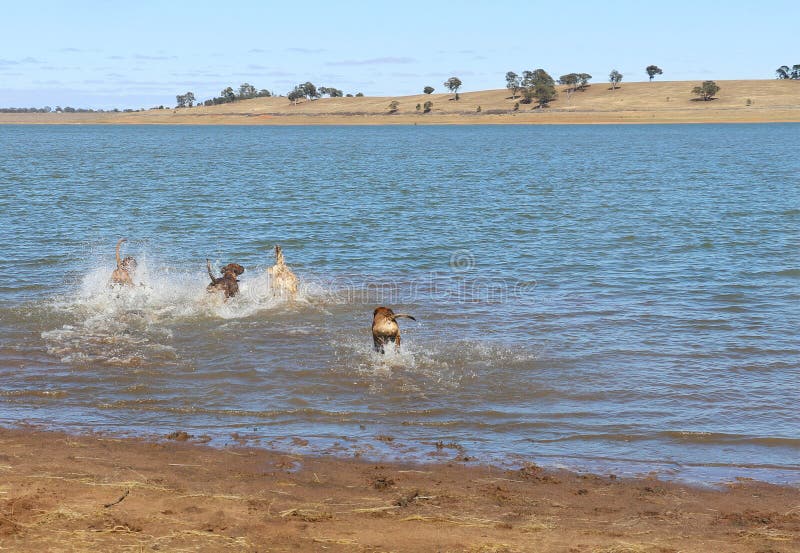 The Back End of Large Friendly Dogs Romping in Water Stock Photo ...