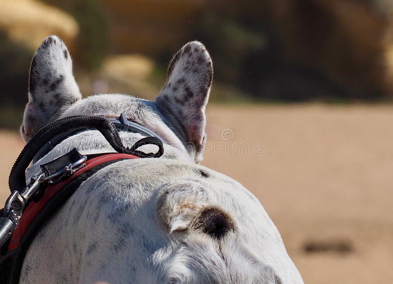Back Side of an English Bulldog Dog Stock Image - Image of dogs, puppy ...