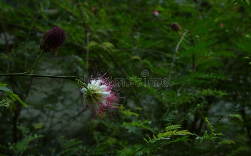 Back Facing Flower Pink Green Stock Photo - Image of pink, back: 163287858