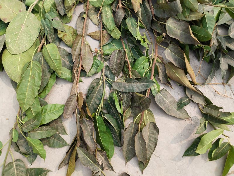 Back Ficus Religiosa Green Leaf Backgrounds and Textures Closeup for ...
