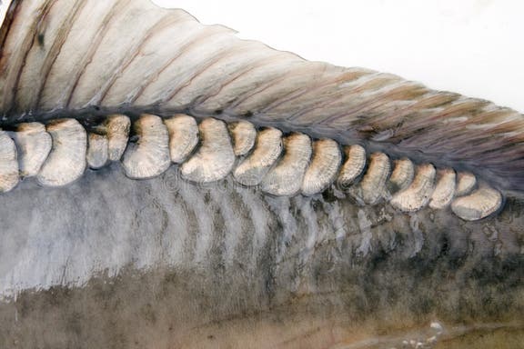 Back fin stock image. Image of scale, seafood, backgrount - 8988475