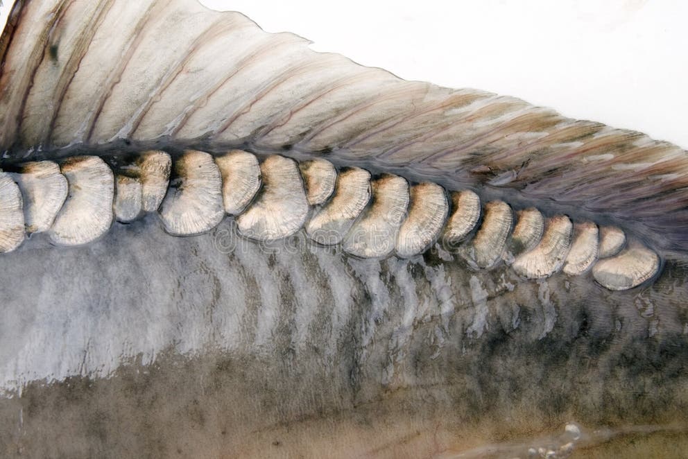 Back fin stock image. Image of scale, seafood, backgrount - 8988475