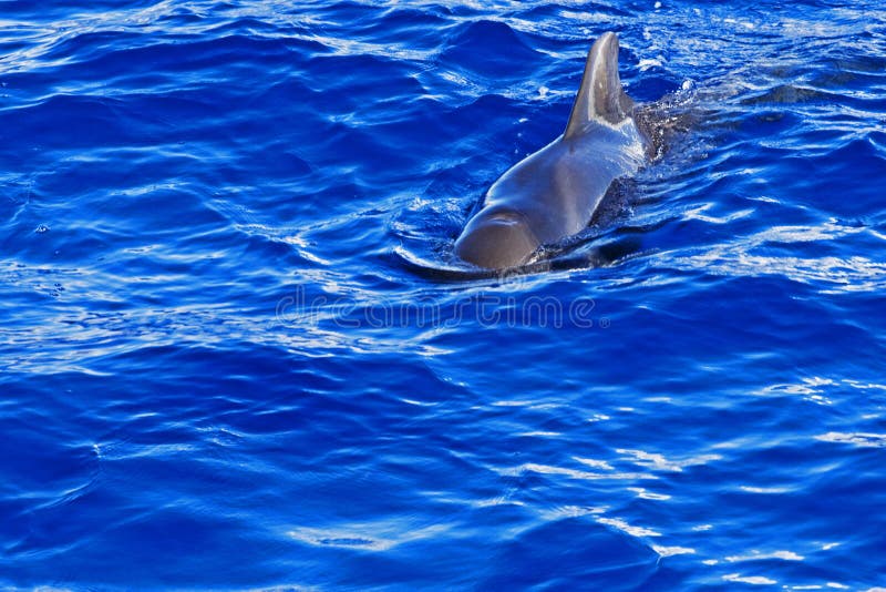 Dolphin on it s back stock photo. Image of wave, tropical - 1220280