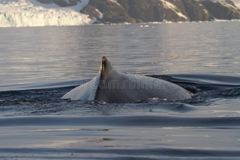Back and Fin and Humpback Whales in Antarctic Stock Image - Image of ...