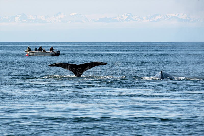 Two Humpbacks with a Fishing Boat at the Glacier Bay - Alaska Stock ...