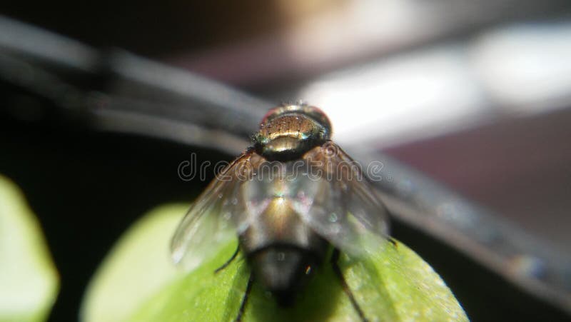 Back of a fly on a leaf stock photo. Image of honeybee - 186757786