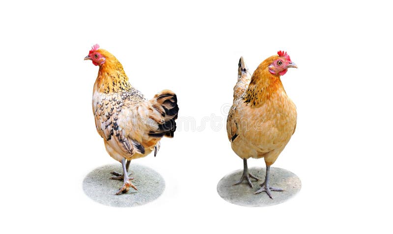 Hen or Female Chicken, Close Up View Stock Image - Image of farm ...