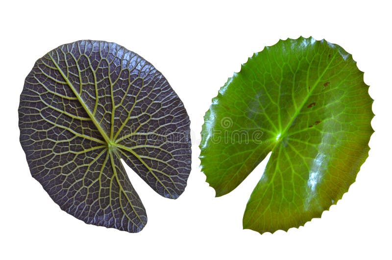 Front and Back Side of Wild Petal Leaves Stock Photo - Image of botany ...