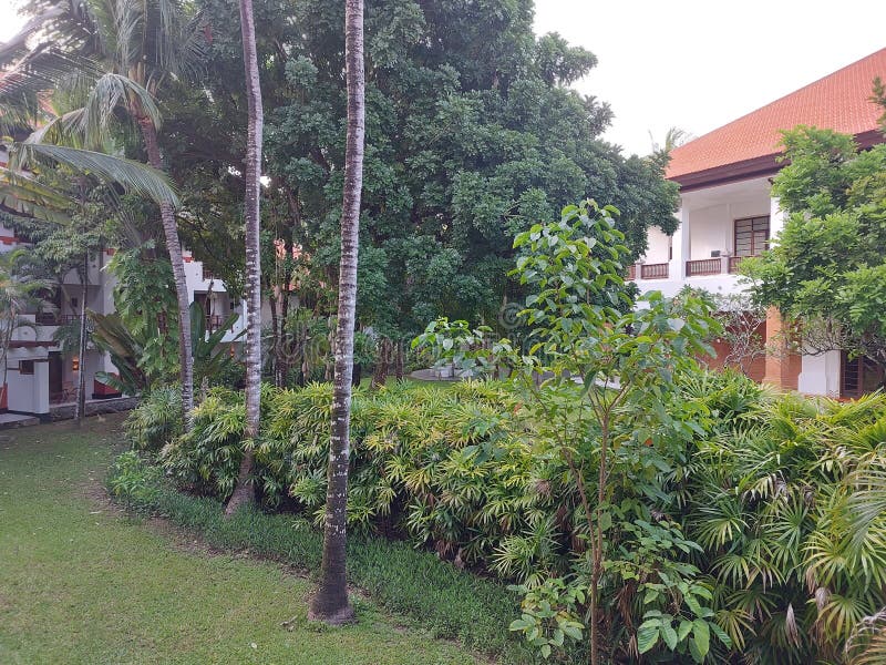 Back Garden with Three Coconut Trees Stock Photo - Image of tree ...
