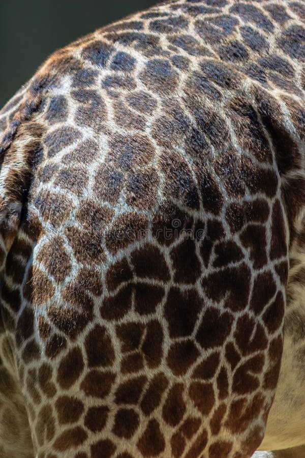 The Back of a Giraffe Has a Pattern of Brown and White Spots Stock ...