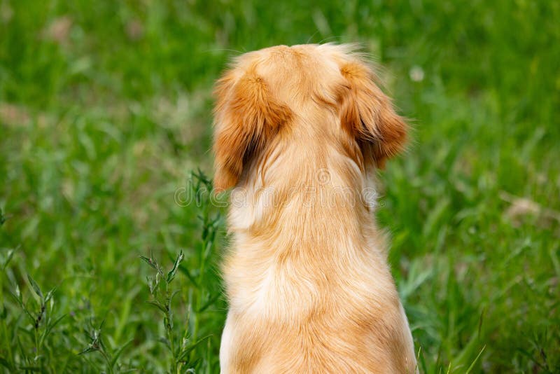 Back of a Golden Retriever Dog Stock Photo - Image of golden, happy ...