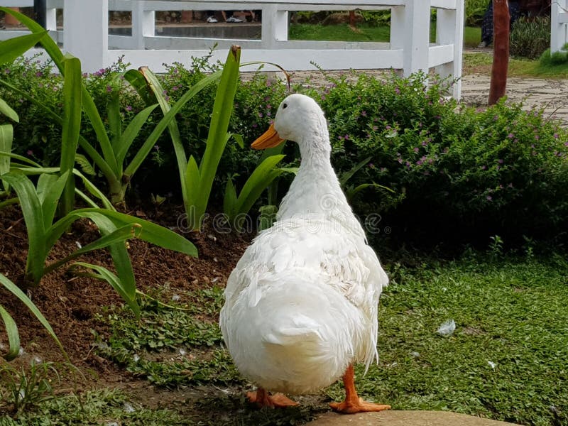 The back of the goose stock photo. Image of wildlife - 251224510