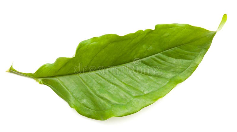 Back Green leaves on white stock photo. Image of natural - 84260536