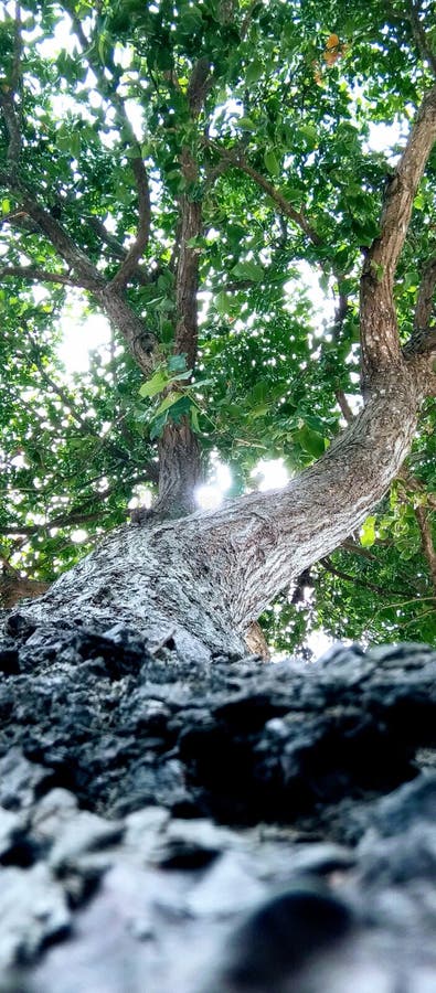 Back ground stock photo. Image of ground, back, forest - 274880168