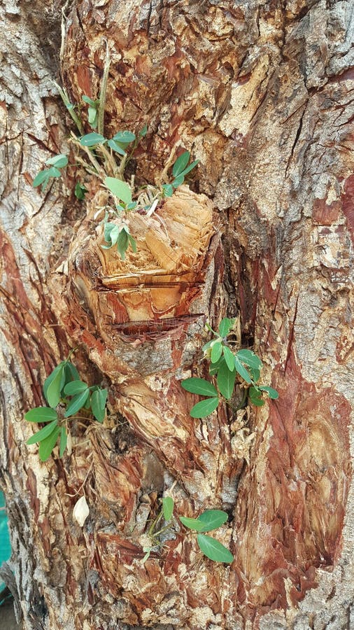 Back Ground of Old Big Tree Have Small Trees Sprouting. Stock Image ...