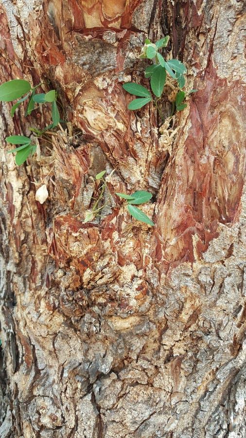 Back Ground of Old Big Tree Have Small Trees Sprouting. Stock Image ...
