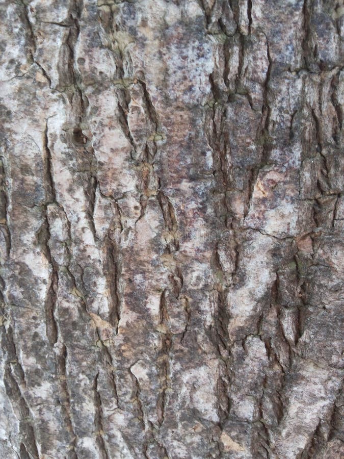 Back ground tree stock photo. Image of texture, ground - 43199096