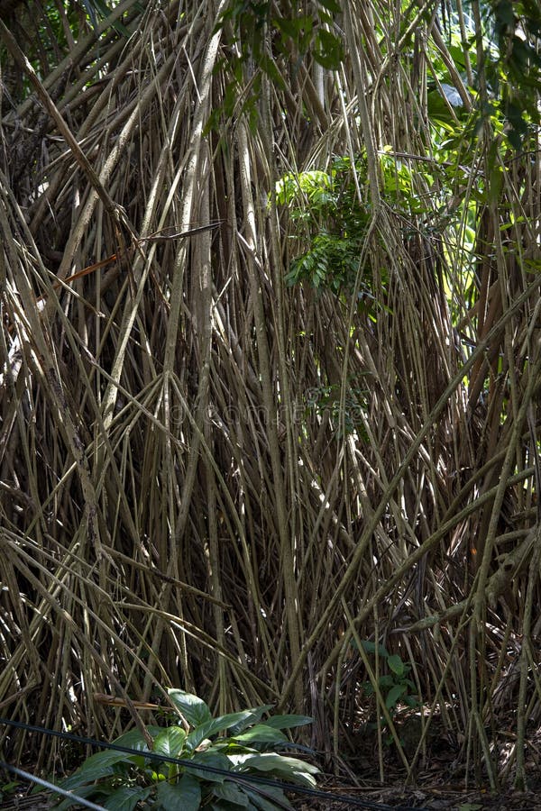 Back Ground View of Tree Route in a Garden Stock Photo - Image of brown ...