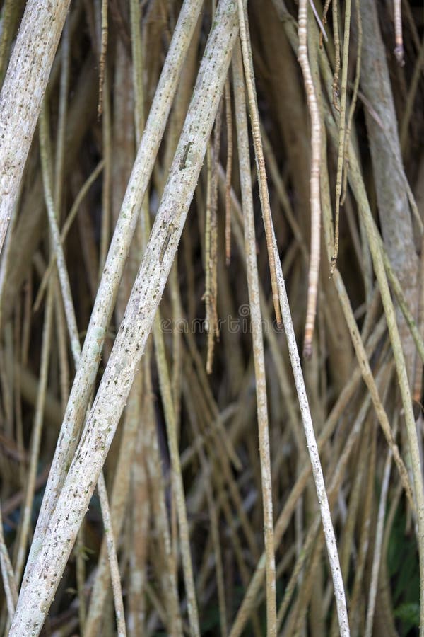 Back Ground View of Tree Route in a Garden Stock Image - Image of ...