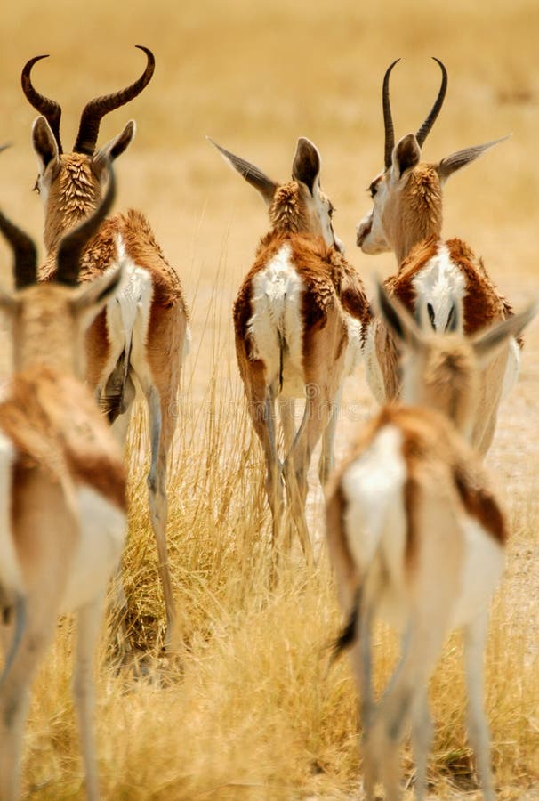 Big Group Springbok, Antidorcas Marsupialis, Pasture, Kalahari South ...