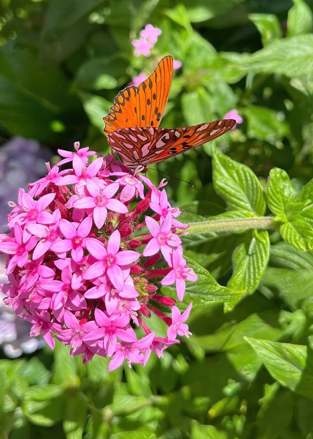 Back of a Gulf Fritillary Butterfly Stock Photo - Image of heliconiinae ...