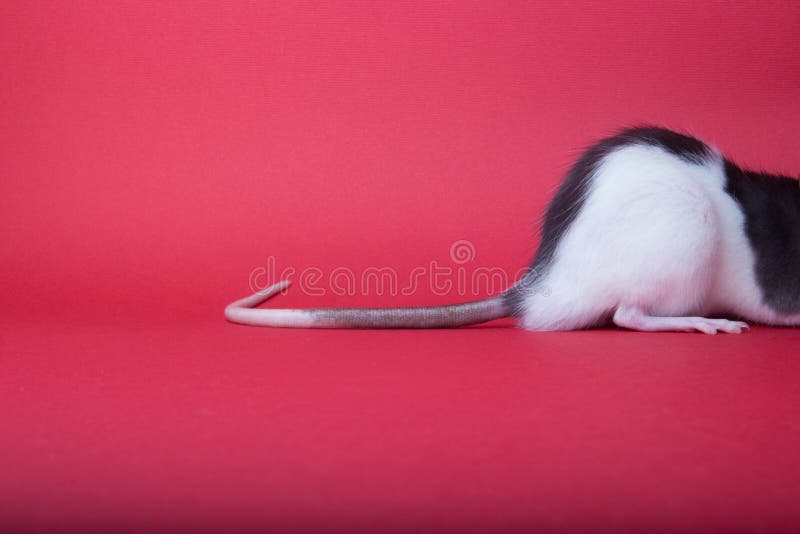 130 Half Rat Stock Photos - Free & Royalty-Free Stock Photos from ...
