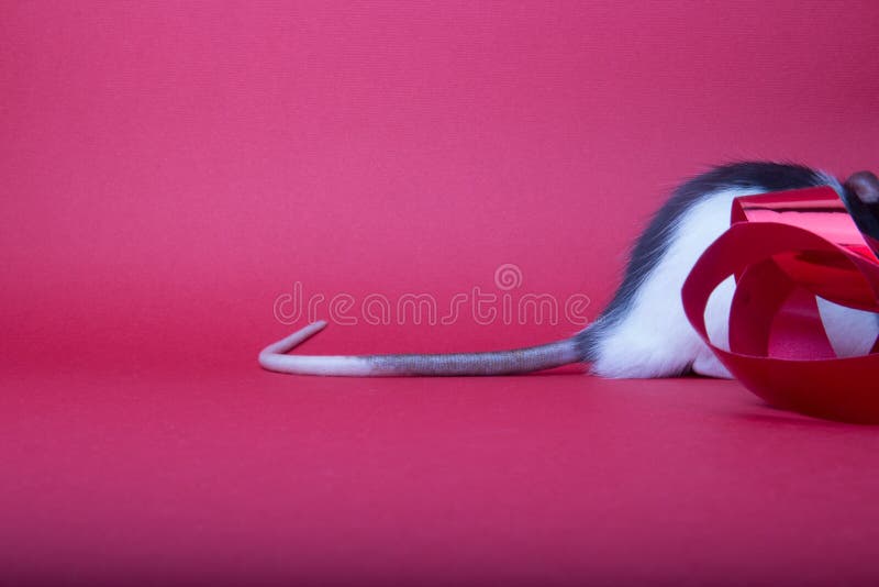 129 Half Rat Stock Photos - Free & Royalty-Free Stock Photos from ...