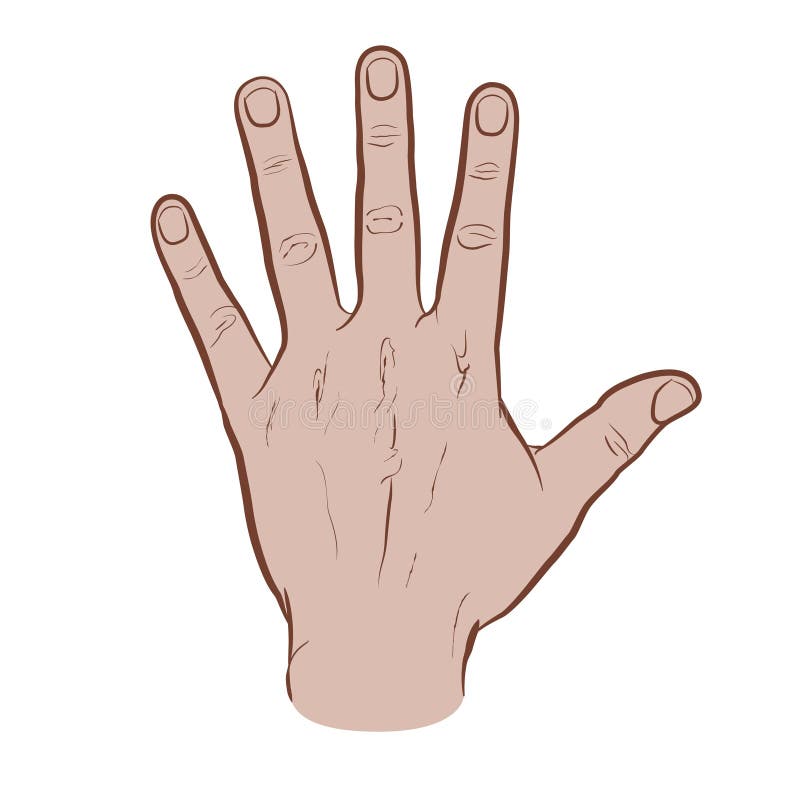 The Back of the Hand, Outline Version Stock Vector - Illustration of ...