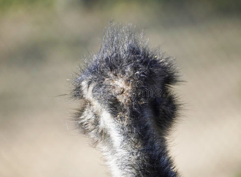 Back of the head of an emu stock photo. Image of back - 217433150