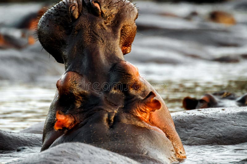 Hippopotamus back cutout stock photo. Image of africa - 9751634
