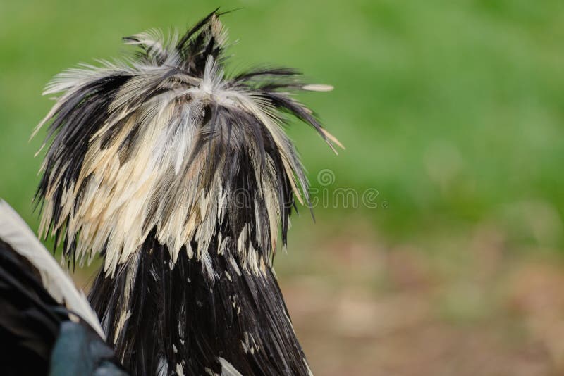 Back Head of Polish Chicken Stock Image - Image of field, poultry ...