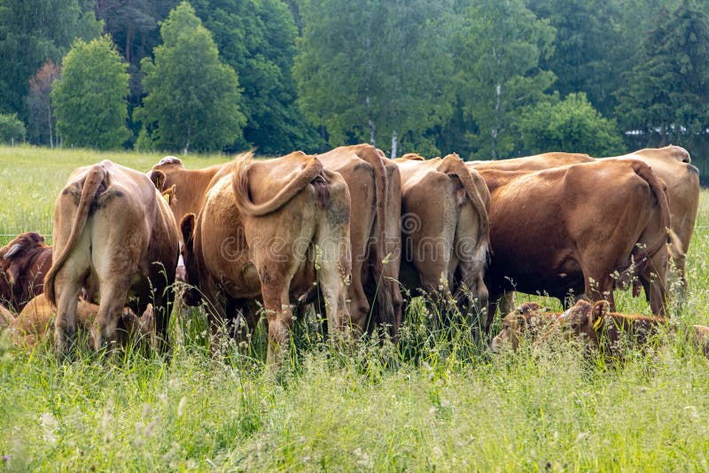 Back of a Herd of Cows on a Green Field Stock Image - Image of brown ...
