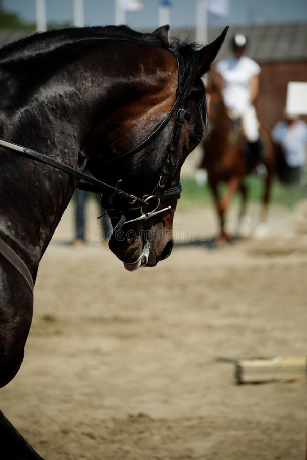 Back horse stock photo. Image of business, gamble, jockey - 5684378
