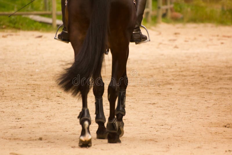 113 Horse Looking Back Rider Stock Photos - Free & Royalty-Free Stock ...