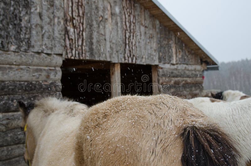 Winter Stable and Horses stock photo. Image of weathered - 4769946