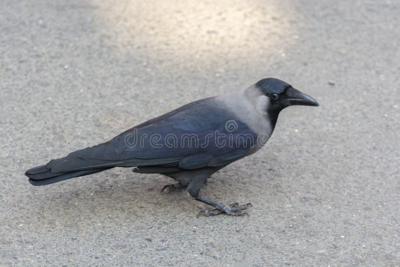 Indian Crow Standing N Road Stock Photos - Free & Royalty-Free Stock ...