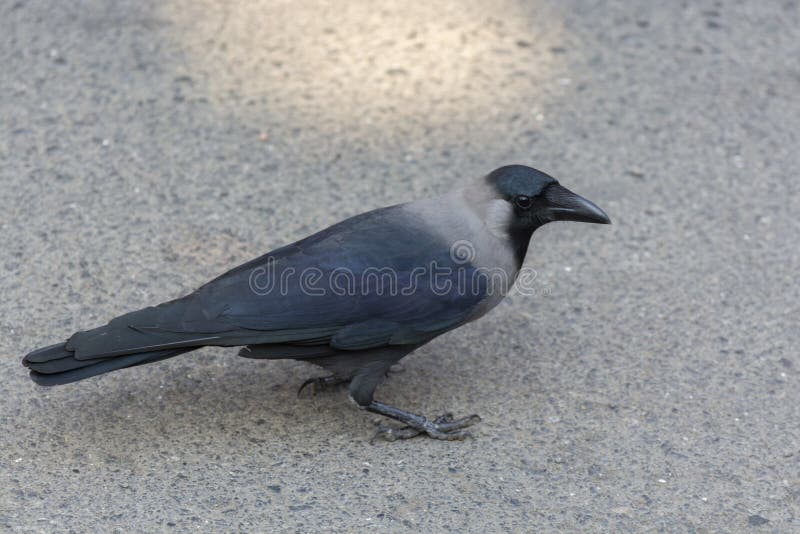 Indian Crow Standing N Road Stock Photos - Free & Royalty-Free Stock ...